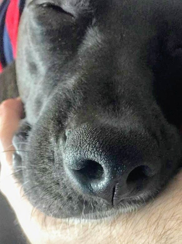 Lola's snout for happy Sunday - 9GAG