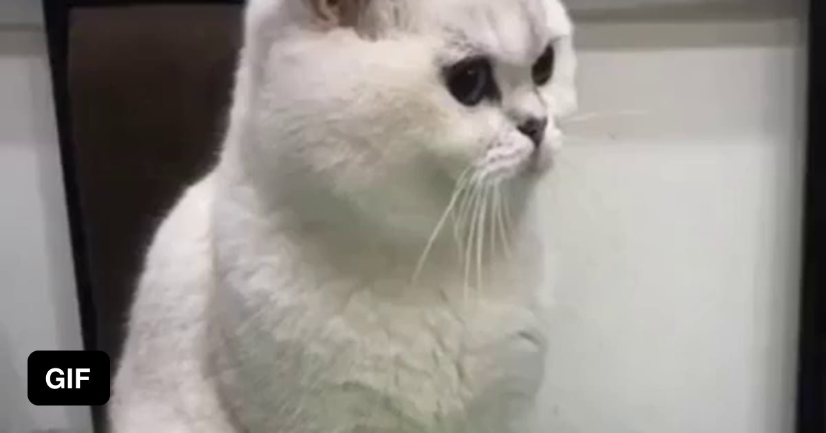 Cat sneaks a sniff. - 9GAG