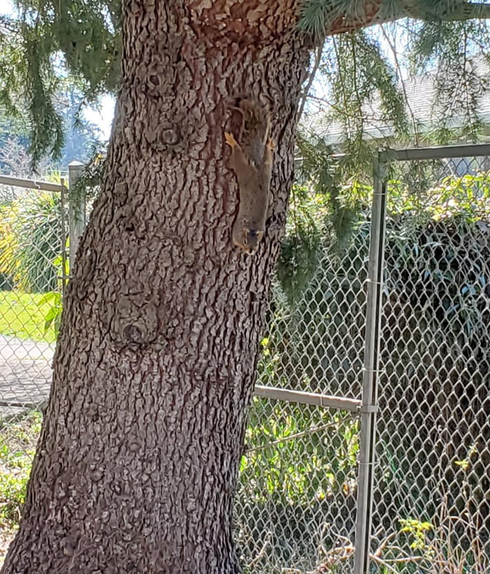 Squirrel Derp - 9GAG