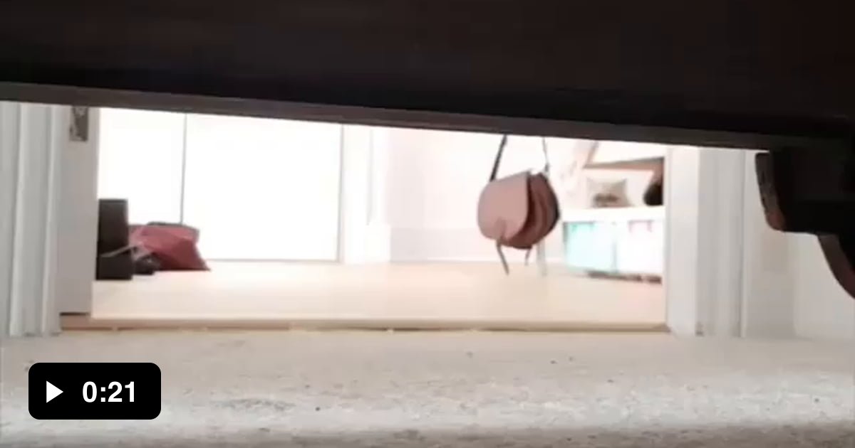 A fookin' cat is in da house! - 9GAG