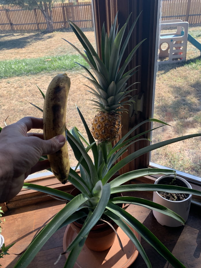 Guys, my tiny pineapple is ready for harvest. Banana for scale. - 9GAG
