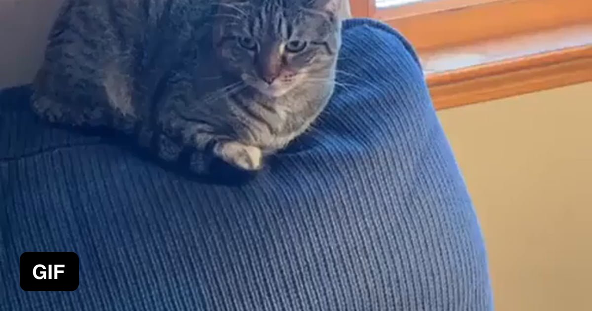 Cat.exe malfunction - 9GAG