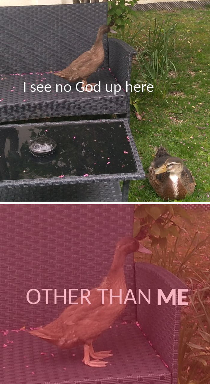 Unsolicited duck pic - 9GAG