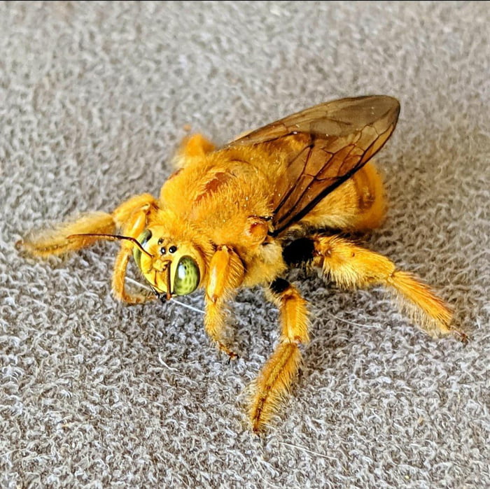 Amegilla bombiformis, commonly known as the Teddy Bear Bee or Golden ...