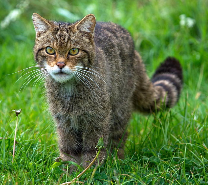 A Scottish Wildcat - 9GAG