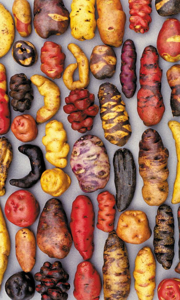 Peruvian potatoes - 9GAG