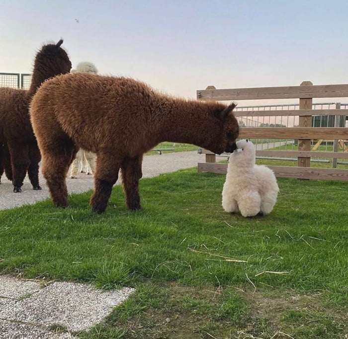 Explain your smolness - 9GAG