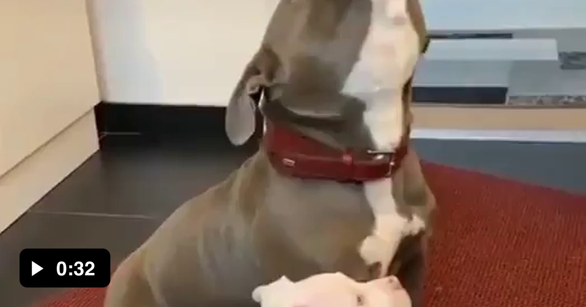 Big AwOoOOo and little awoo - 9GAG
