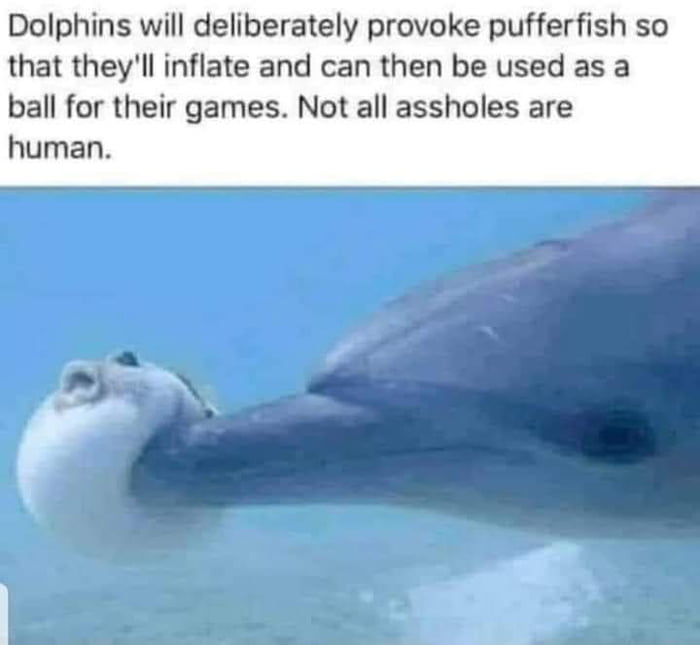 Dick dolphin ! - 9GAG