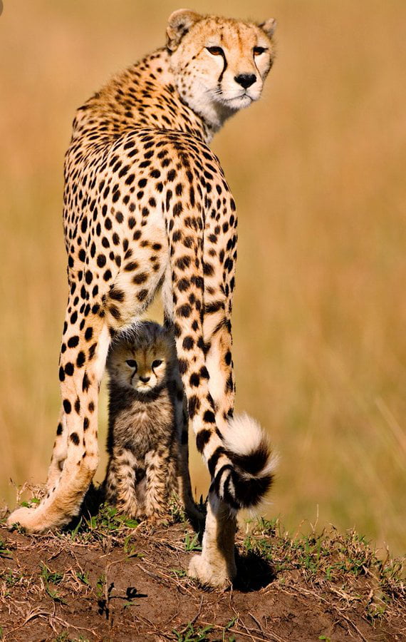 Cheetah protects her last surviving cub after two others were lost to ...