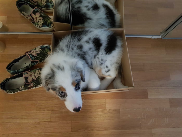 I am no catto but if I fits I sits anyway - 9GAG