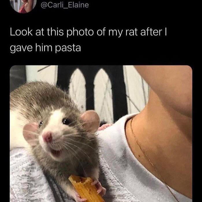 *happy rat noises* - 9GAG