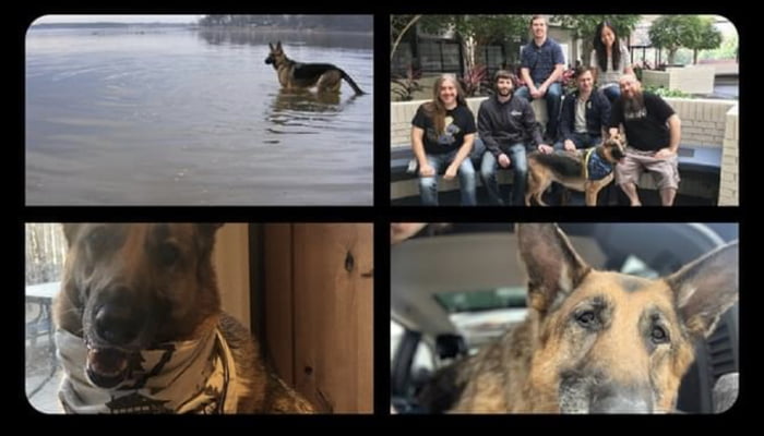 River, the inspiration behind Fallout 4’s “Dogmeat”, has bid farewell ...