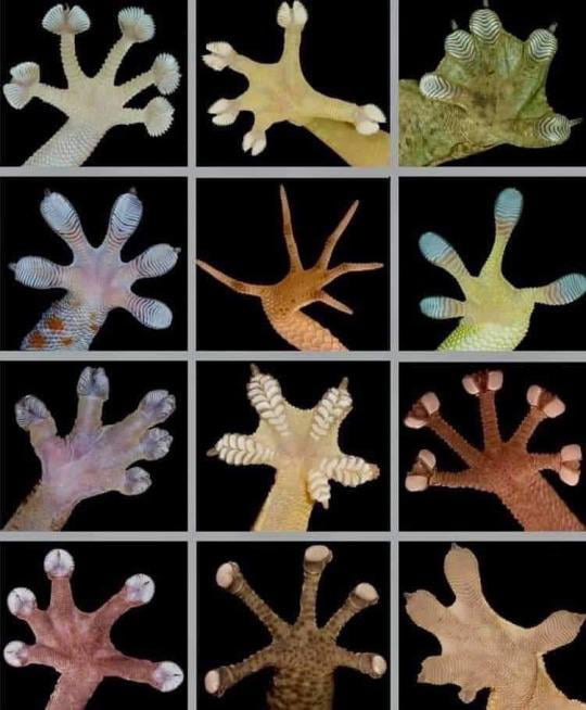"Feet" of lizards - 9GAG