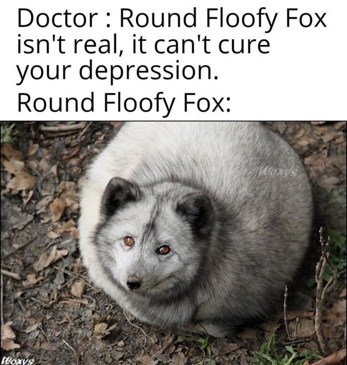 Round Floofy fox can cure everything - 9GAG