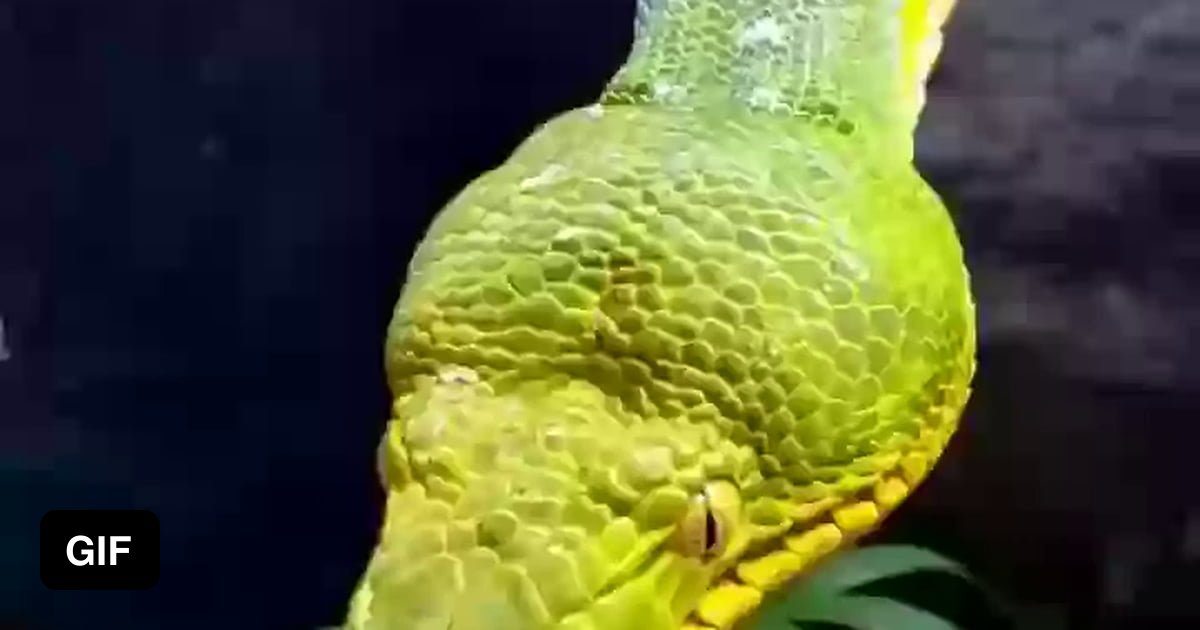 Extreme yawning - 9GAG