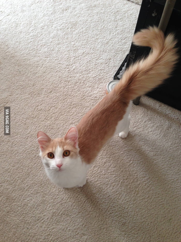 Greatest Tail of my Life - 9GAG