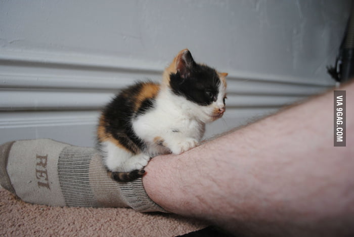 Baby kitten - 9GAG