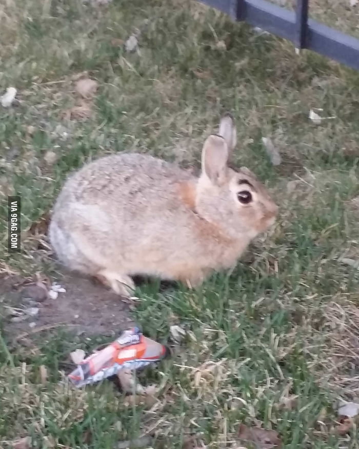 This bunny has amazing eyebrows - 9GAG