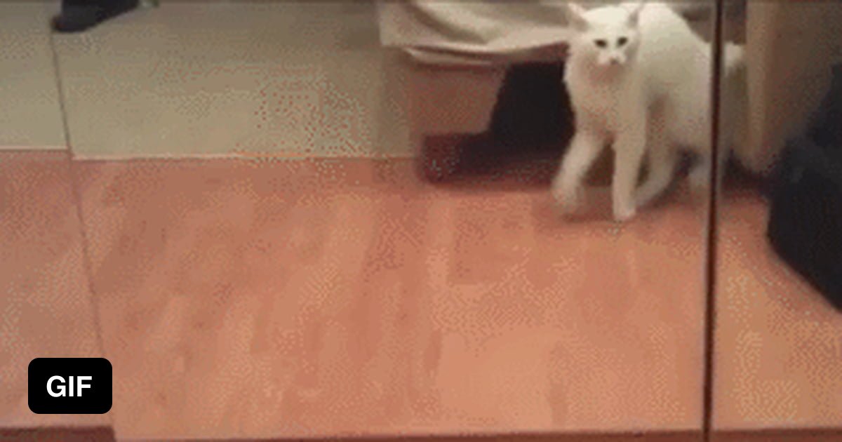 Mirror reflection freak out - 9GAG
