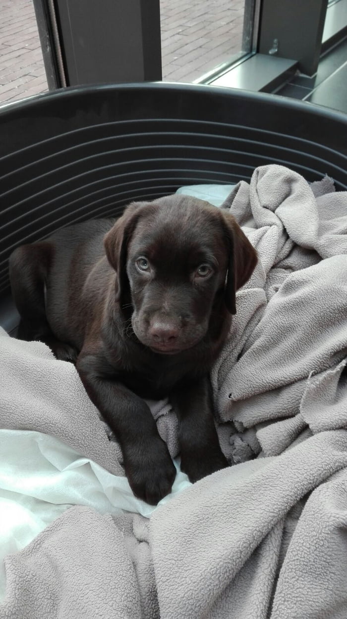 My new cute pupper - 9GAG