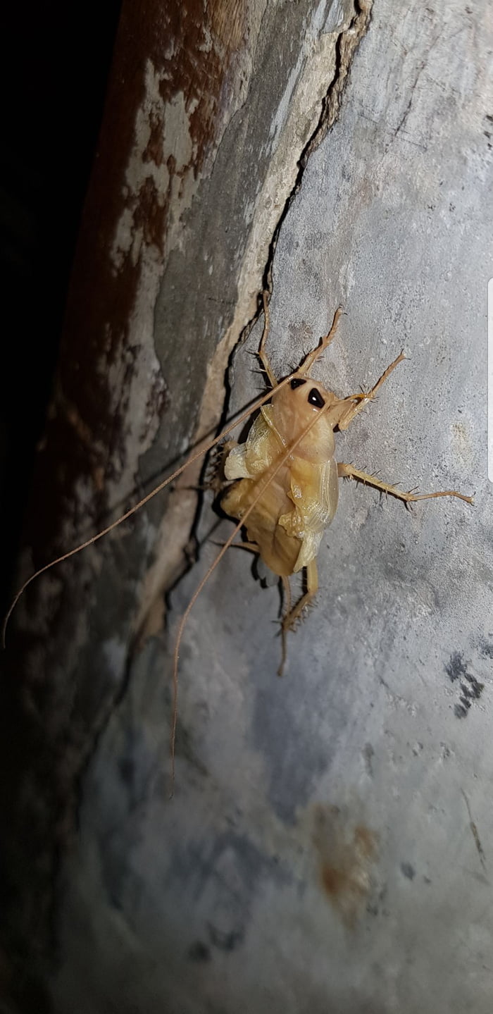Alien cockroach (almost killed me) - 9GAG
