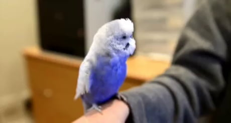 Best 30+ Birb fun on 9GAG