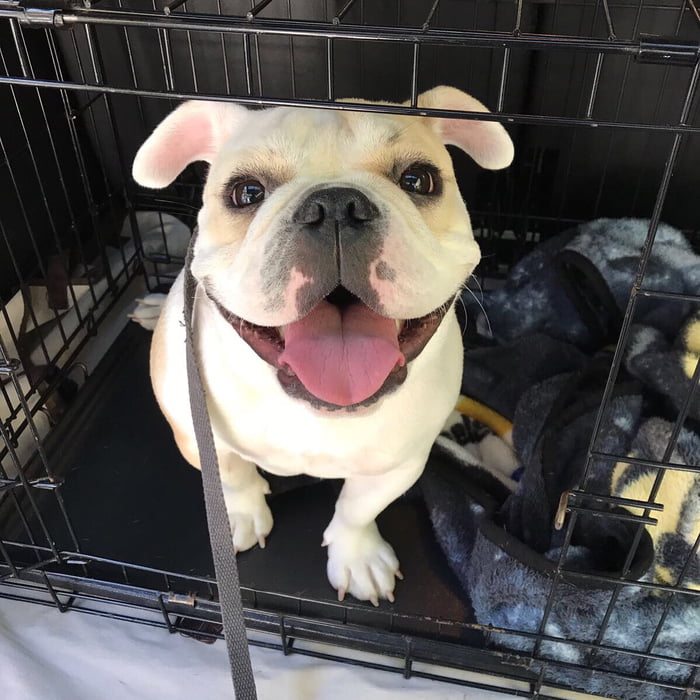 Smiling doggo - 9GAG