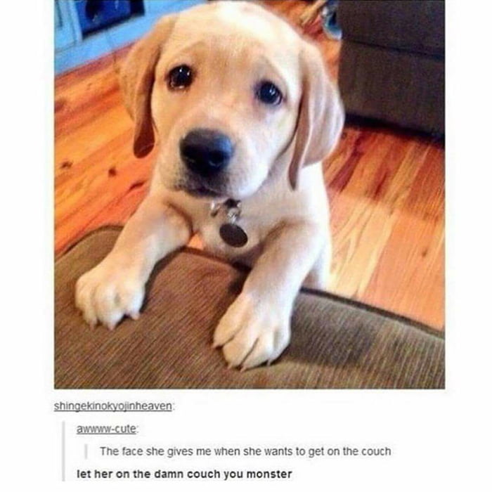 That's a good pupper - 9GAG