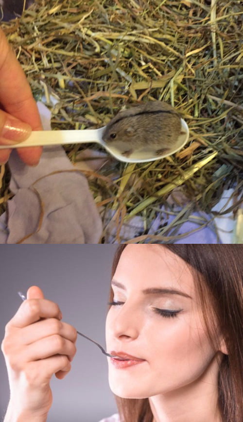 A 2 week old lemming in a spoon - 9GAG