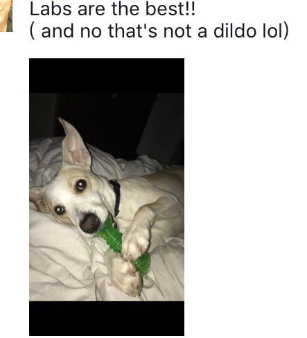 But is that a lab though? - 9GAG