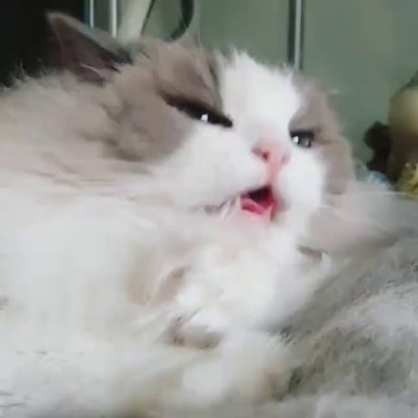 Best 30+ Meow fun on 9GAG