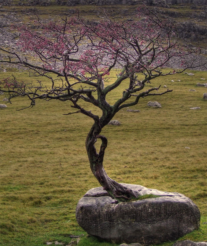 Tree Grows Through Rock - 9GAG
