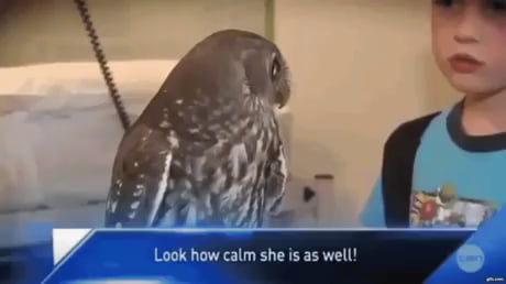 Best 30+ Owl fun on 9GAG