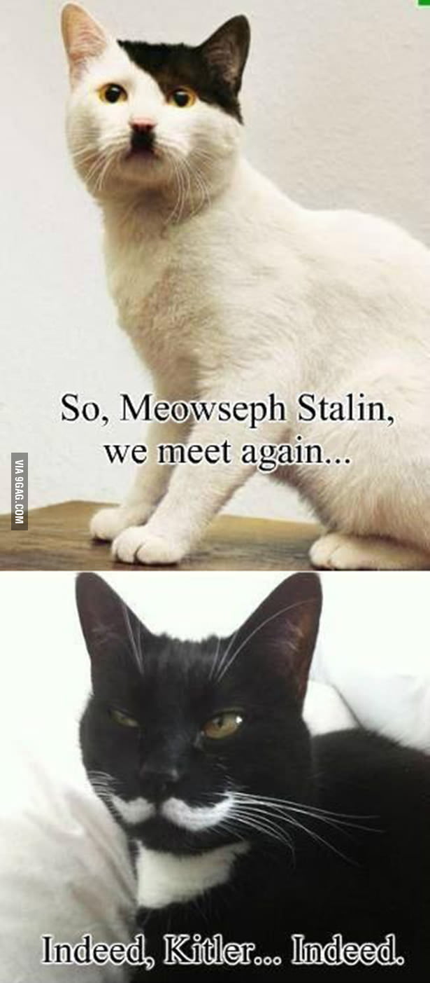 Meowseph Stalin and Kitler - 9GAG