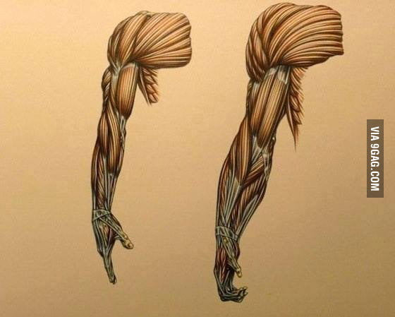 Difference Between A Human s And A Gorilla s Arm 9GAG Difference Between A Human s And A Gorilla s Arm 9GAG