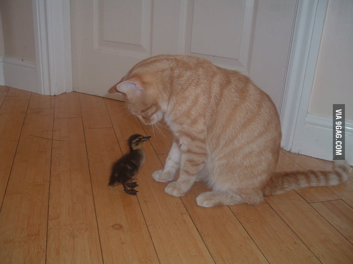 "Hey lil bro." "Sup." - 9GAG