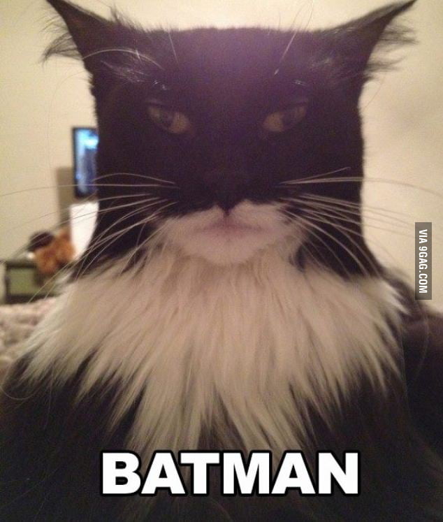 Catman! ..Oh sorry! Batman! - 9GAG