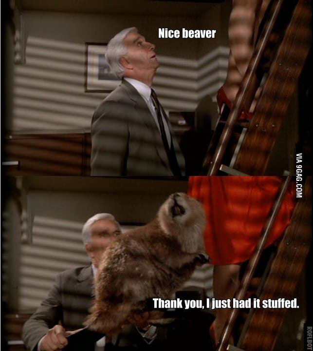 Nice beaver... - 9GAG