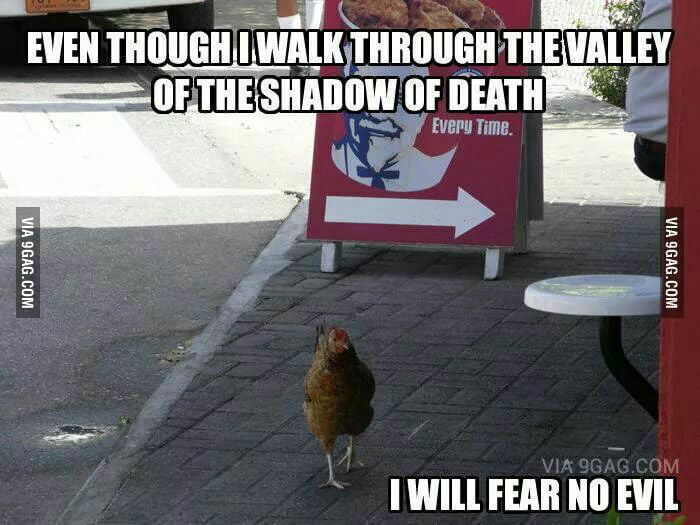 Fearless Chicken. - 9GAG