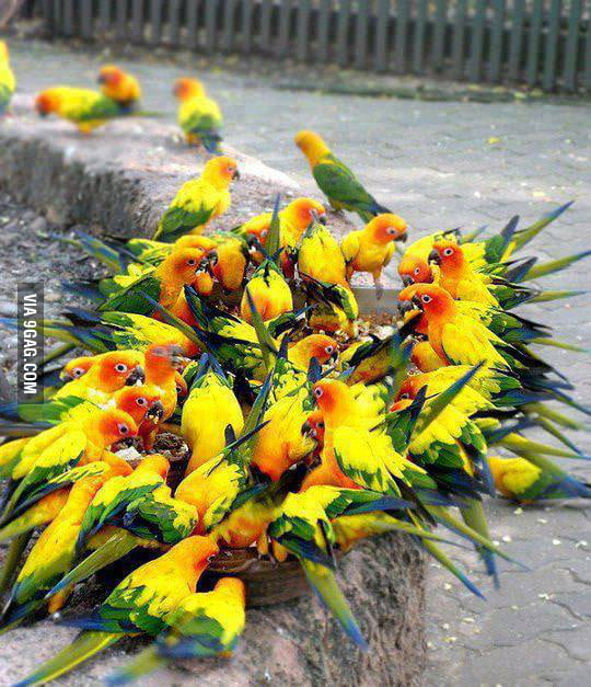 Too Many Parrots... Too Much Color - 9GAG