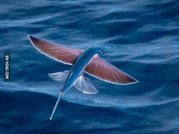 They can glide up to 200m to escape predators. Amazing flying fish! - 9GAG