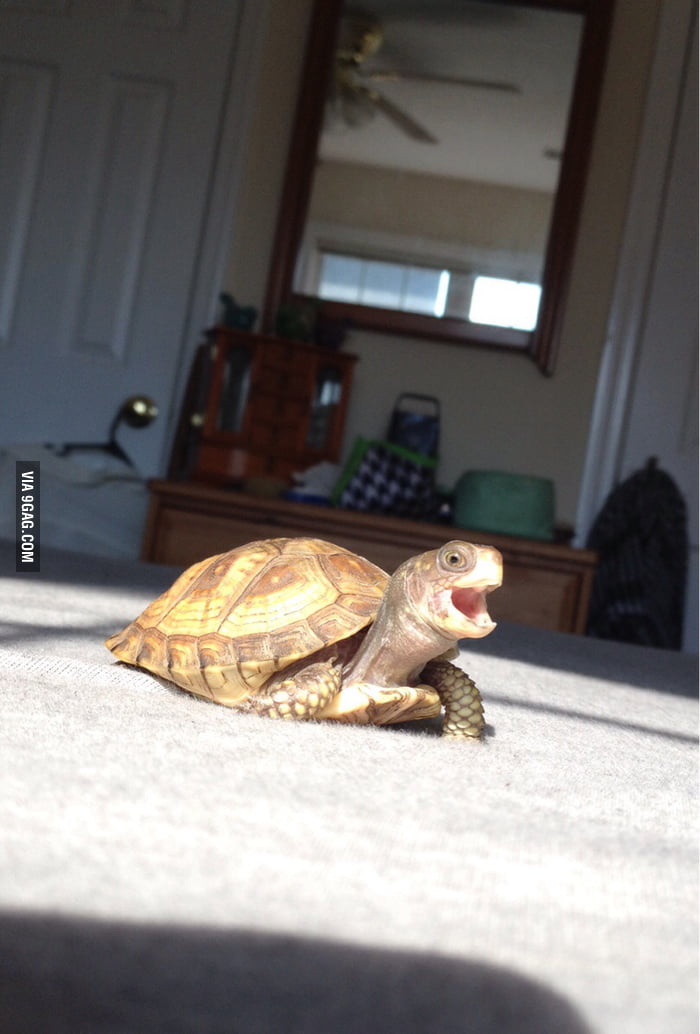 I caught my turtle happy chirping and just think he's too adorable! - 9GAG
