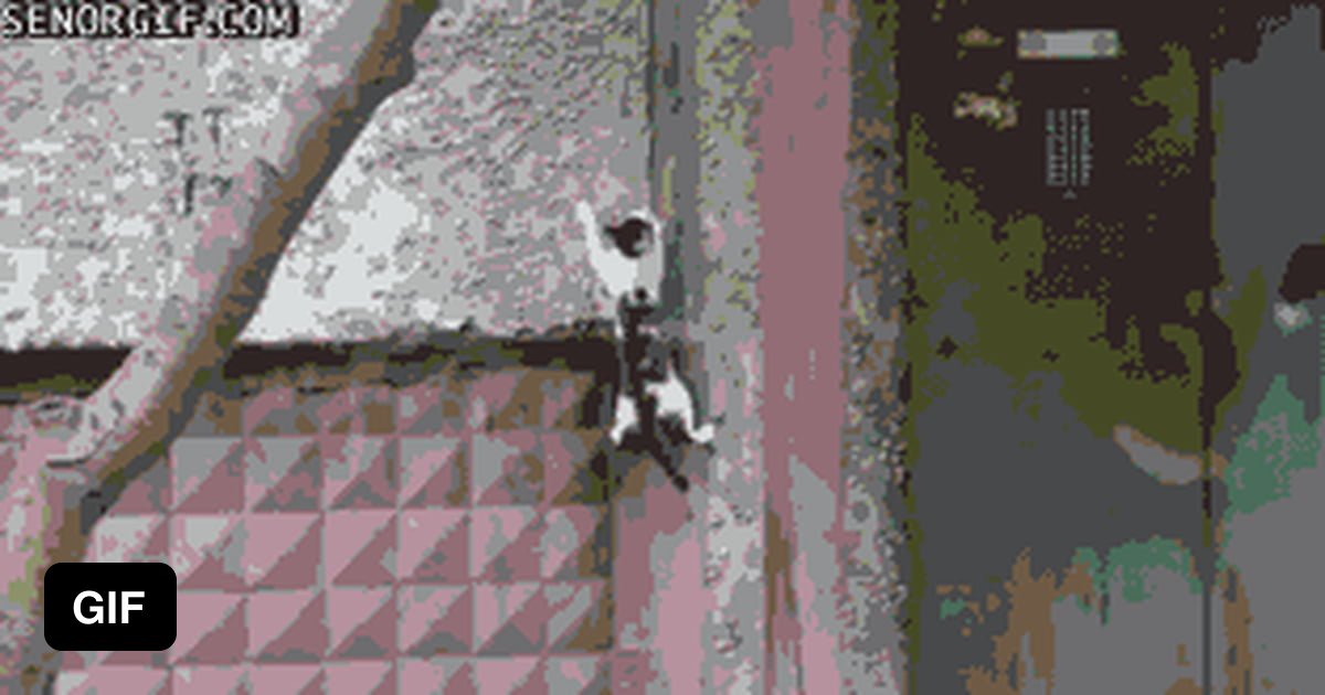Cat scaling a wall - 9GAG