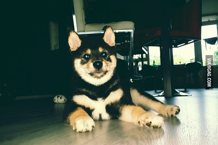 This is Genji, my friends dog with an eagle on his chest. - 9GAG