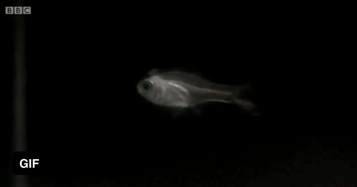 Meet the Cardinalfish. The fish that spits light. - 9GAG