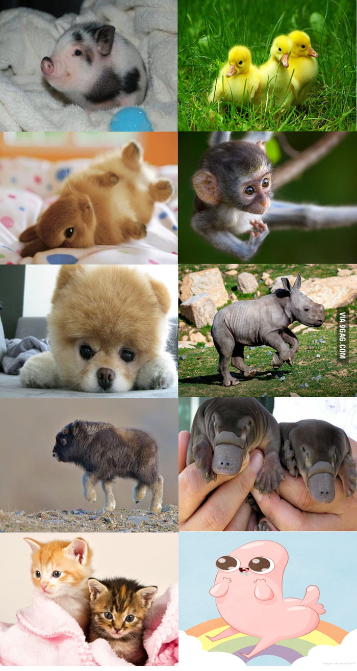 Just some baby animals - 9GAG