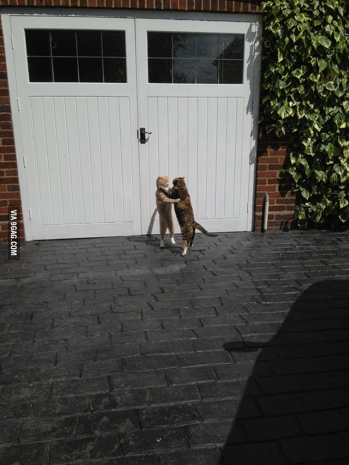 Came home to these two cats in the driveway slow dancing today. - 9GAG