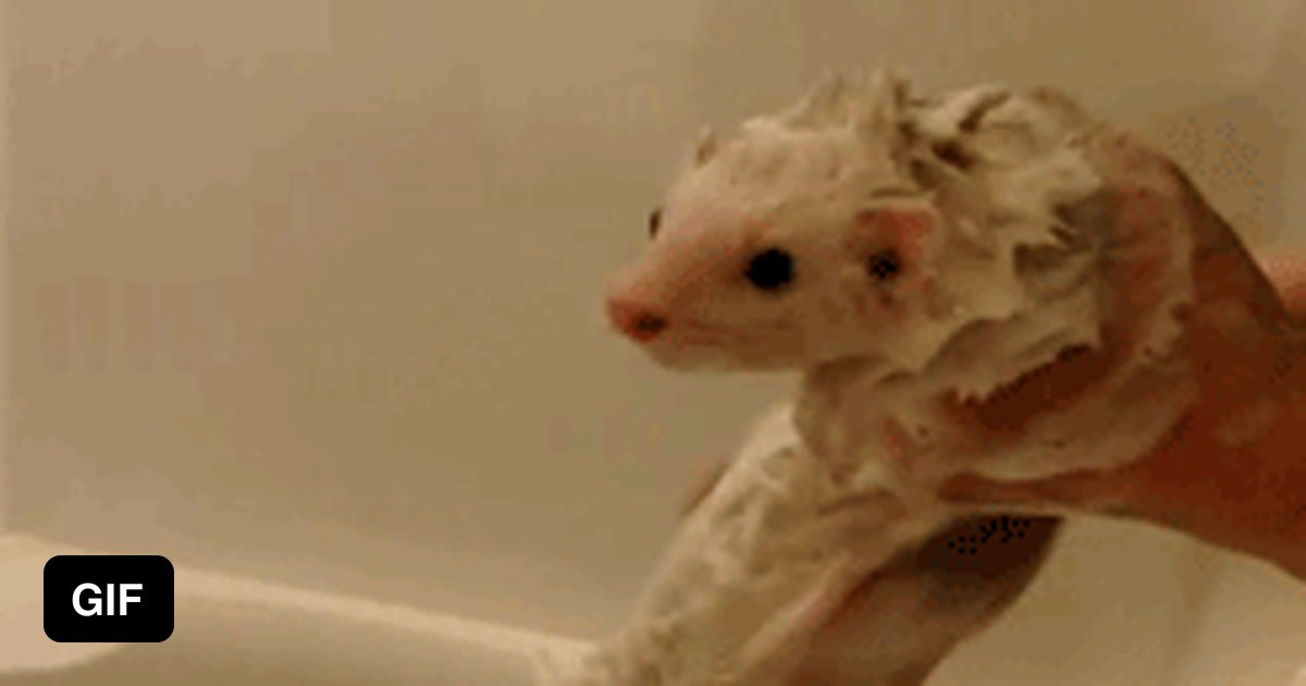 Washing the Weasel - 9GAG