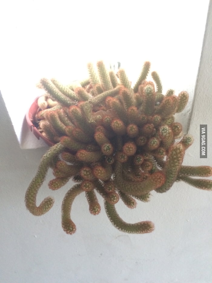 Tentacle cactus... If your Japanese enough - 9GAG